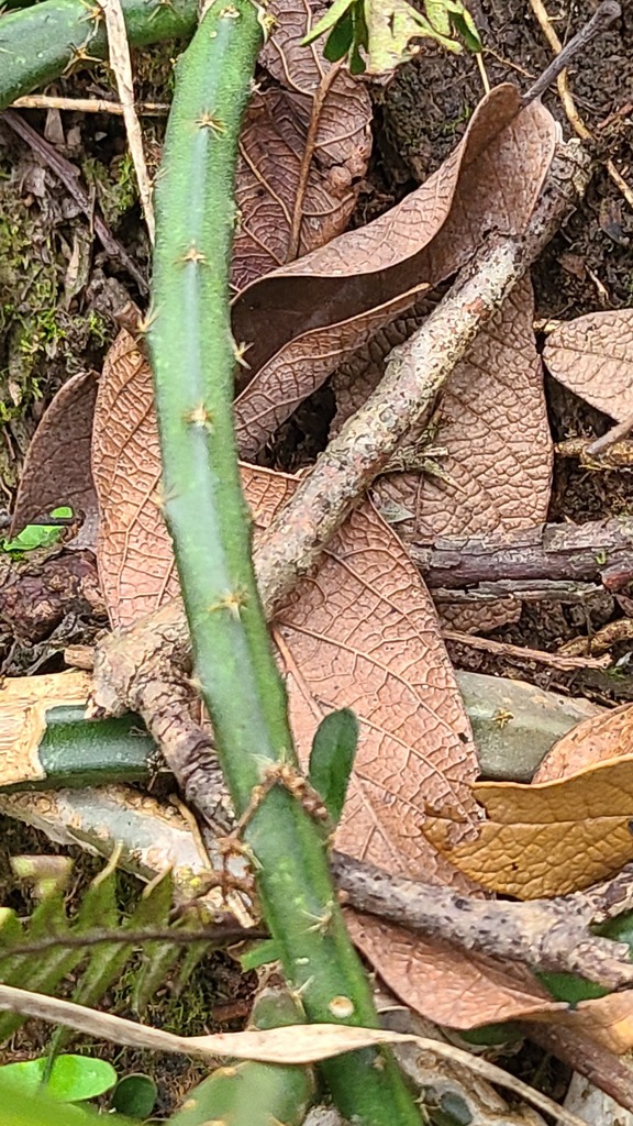 vine-like moonlight cactus from Monterrey, N.L., México on January 4 ...