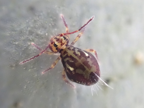 Form Dicyrtomina minuta saundersi · iNaturalist