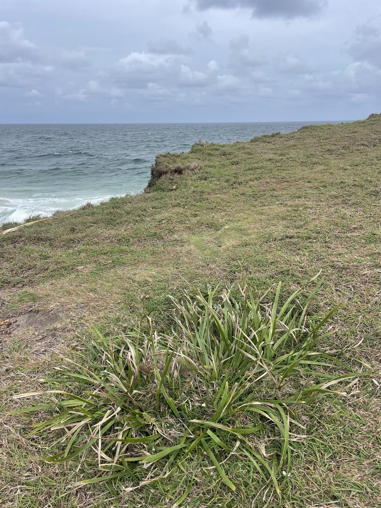 beach flax lily from Evans Head, NSW, AU on January 01, 2024 at 05:11 ...