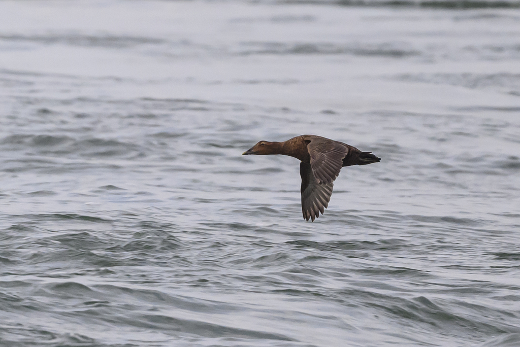 Common Eider from Ocean City, MD, USA on January 1, 2024 at 09:27 AM by ...