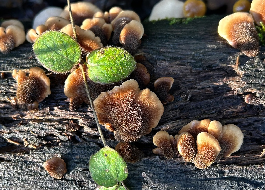 bear lentinus from Portola Valley, CA, USA on January 4, 2024 at 01:52 ...