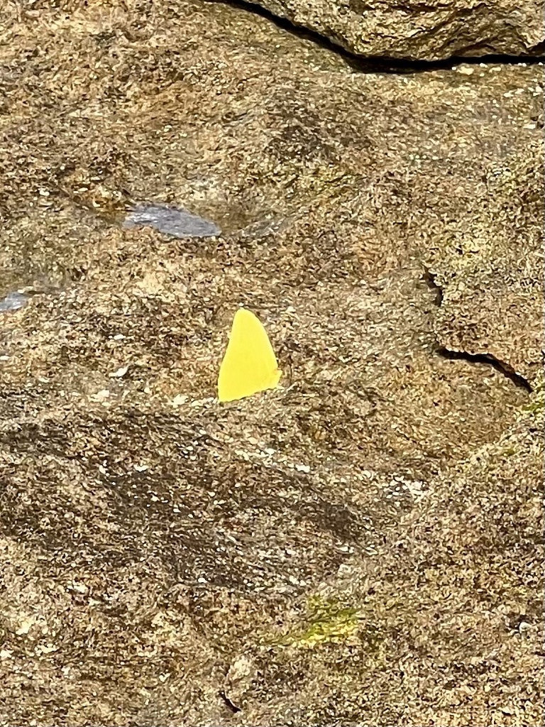 Large Orange Sulphur from Oʻahu, Haleʻiwa, HI, US on January 3, 2024 at ...