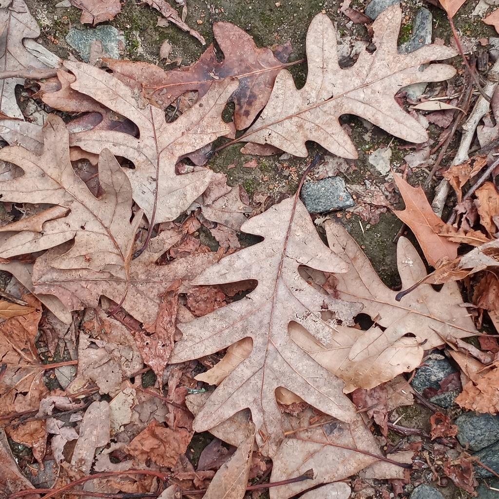 white oak from Talbot County, MD, USA on January 4, 2024 at 12:56 PM by ...