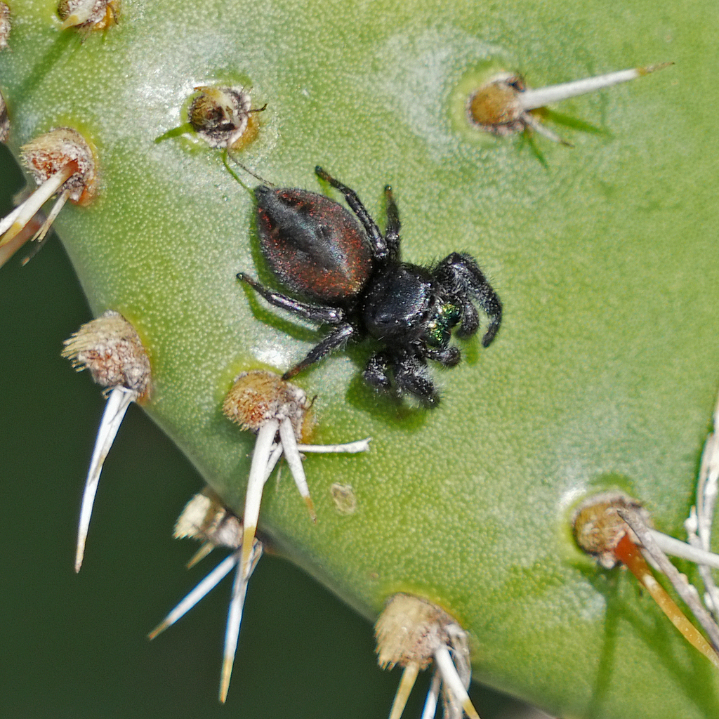 Johnson's Jumping Spider from Santiago Oaks Regional Park, CA, USA on ...