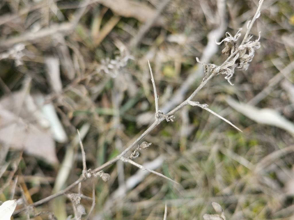Spiny restharrow from Kunszentmiklós, 6090 Magyarország on January 4 ...