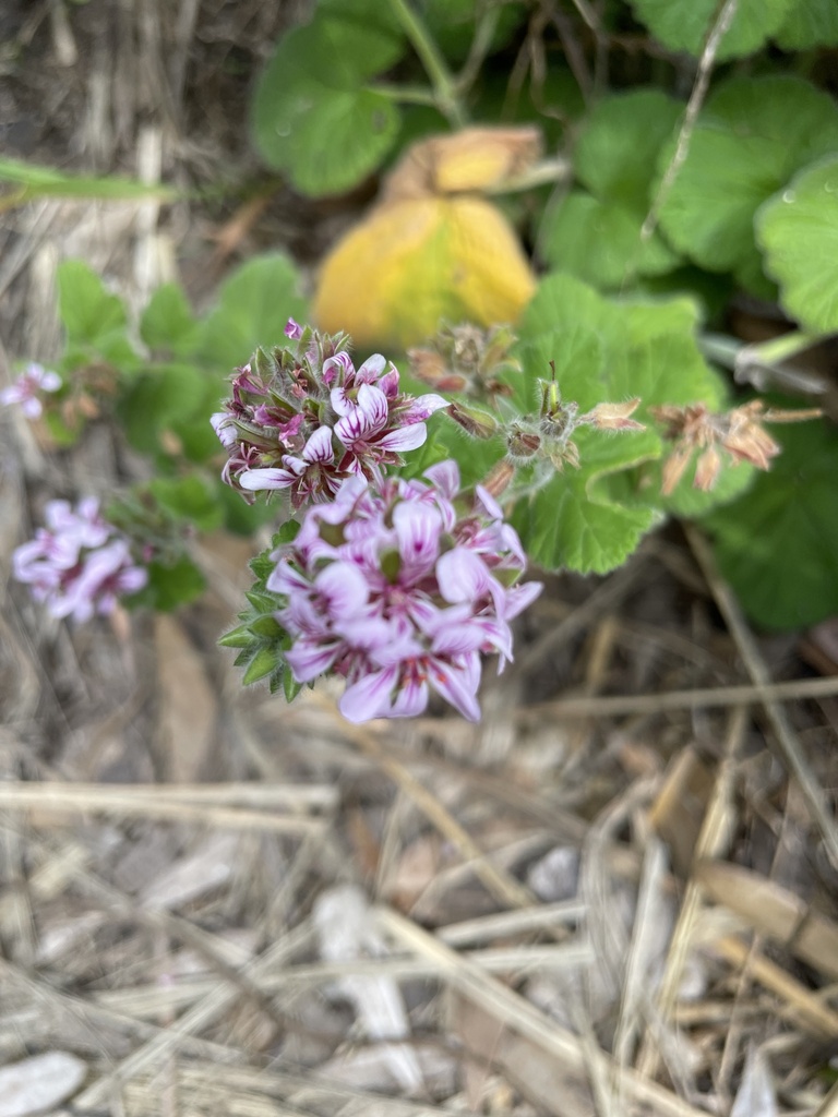 Austral Stork's-bill from Burri Point Rd, Guerilla Bay, NSW, AU on ...
