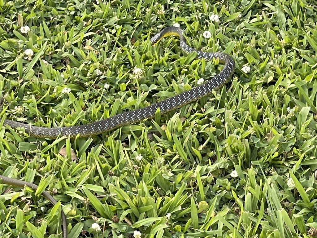 Common Tree Snake from 2-68 Smiths Rd, Elimbah QLD 4516, Australia on ...