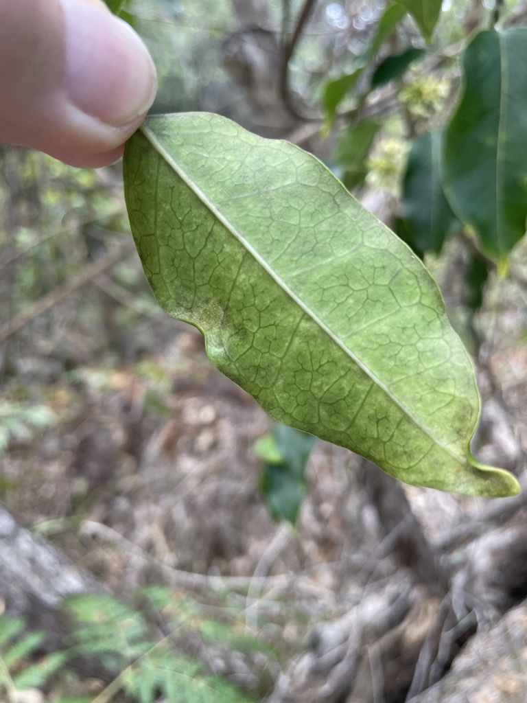 Common Milk Vine (Leichhardtia rostrata) - Botanical Realm