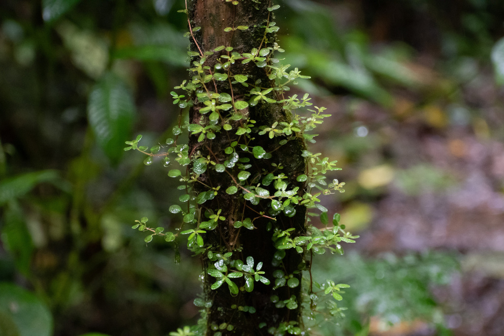 Peperomia caespitosa from Metropolitan District of Quito, Ecuador on ...