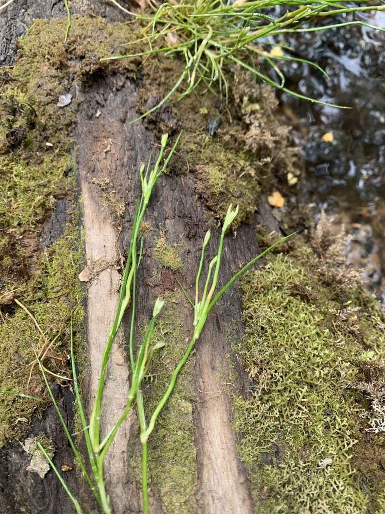Bulbous Rush from Tararua Forest Park, Tararua Forest Park, Wellington ...