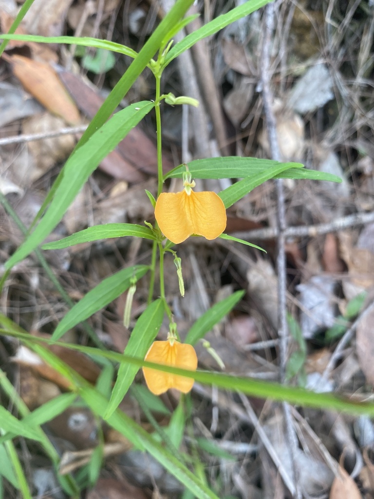 spade flower from Obi Obi, QLD, AU on January 5, 2024 at 08:15 AM by ...