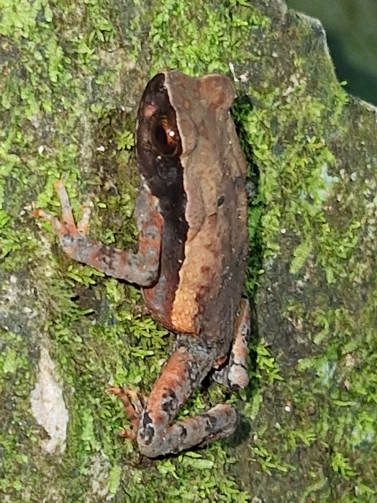 Leaf Litter Toad from San Francisco, Antioquia, Kolumbien on 04 January ...