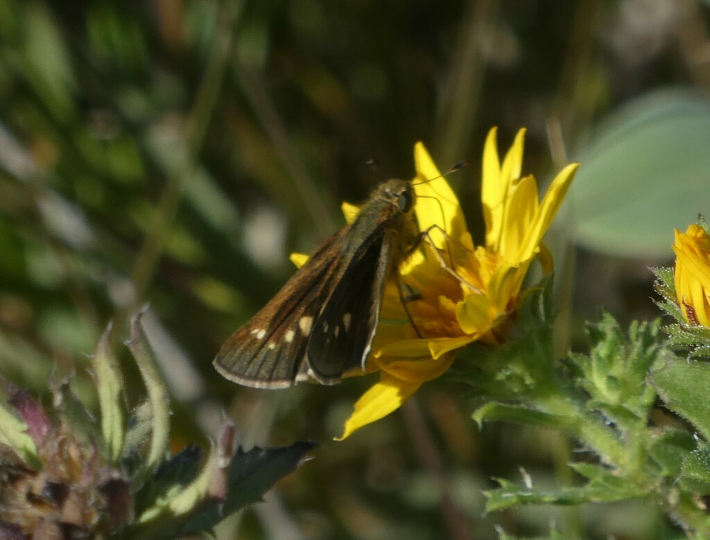 Ocola Skipper from Sunset Lake, Portland, TX 78374, USA on December 30 ...