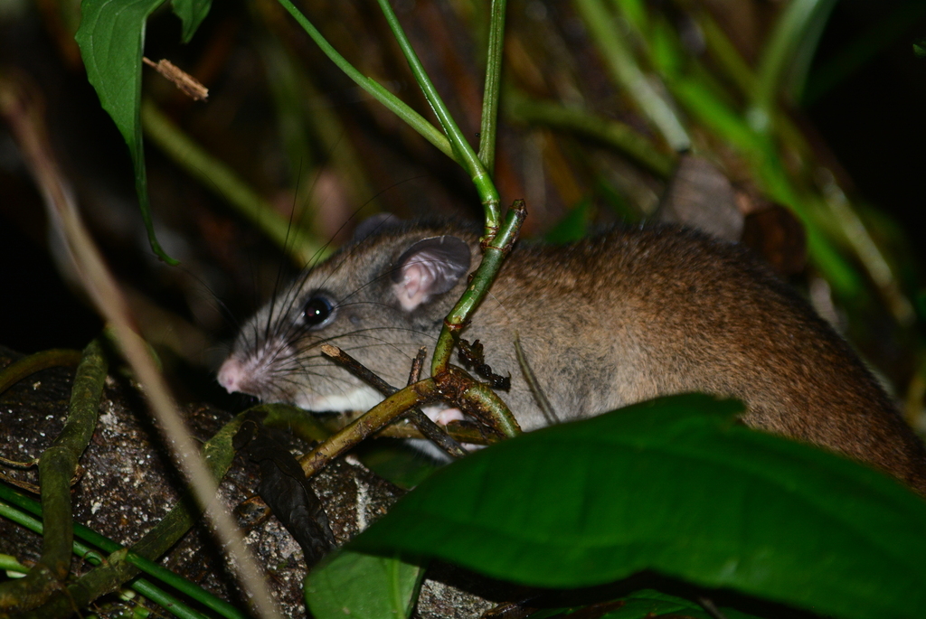 Watson's climbing rat from San Francisco, Atlántida, Honduras on ...