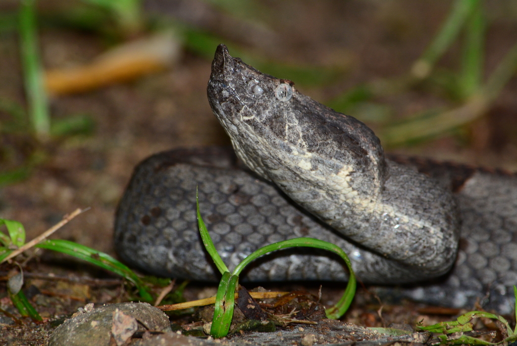 Rainforest Hognose Viper from El Porvenir, Atlántida, Honduras on ...