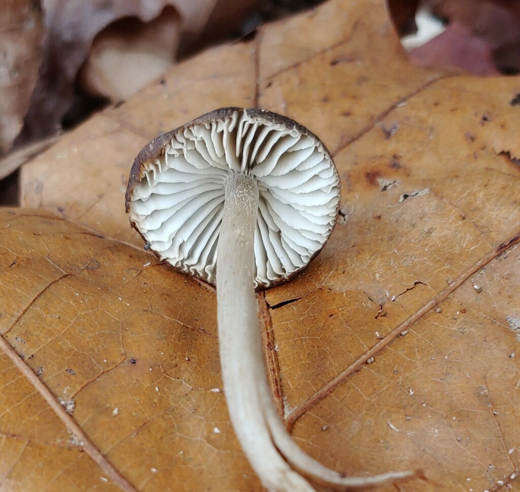 Hydropus from Stone Mountain, GA, USA on January 3, 2024 at 12:17 PM by ...