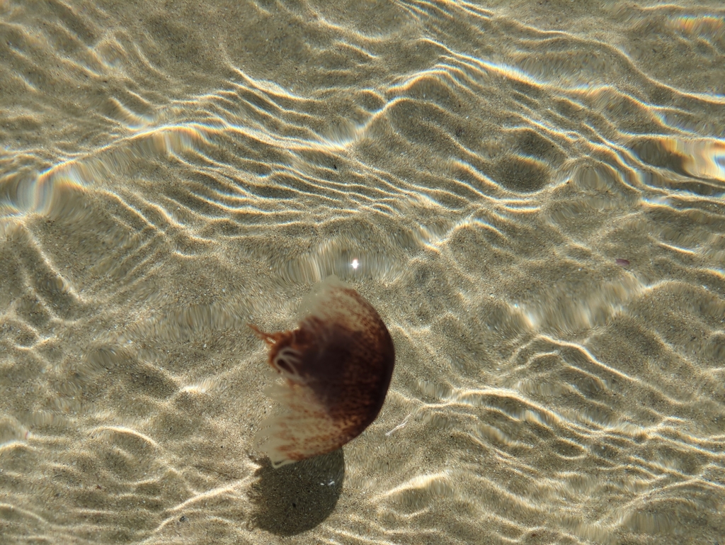 Australian Sea Nettle from Baudin Beach SA 5222, Australia on January 5 ...
