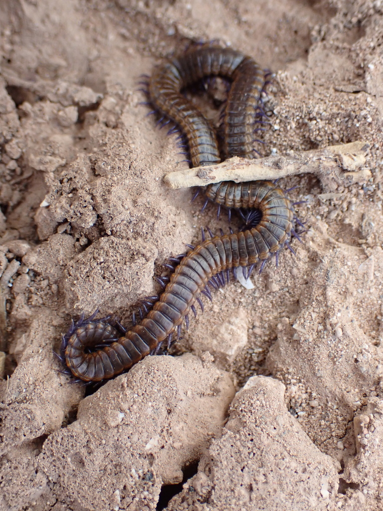 Orya barbarica from Marrakech, Maroc on January 1, 2024 at 05:38 PM by Pierre Corbrion · iNaturalist