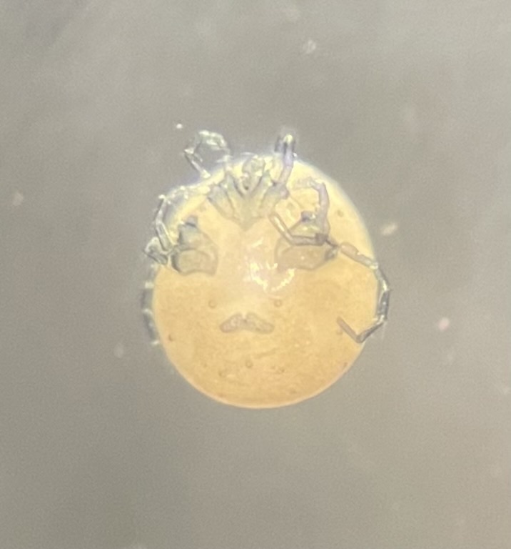 Water Mites from Oviedo, FL, US on May 2, 2023 at 12:16 PM by ...