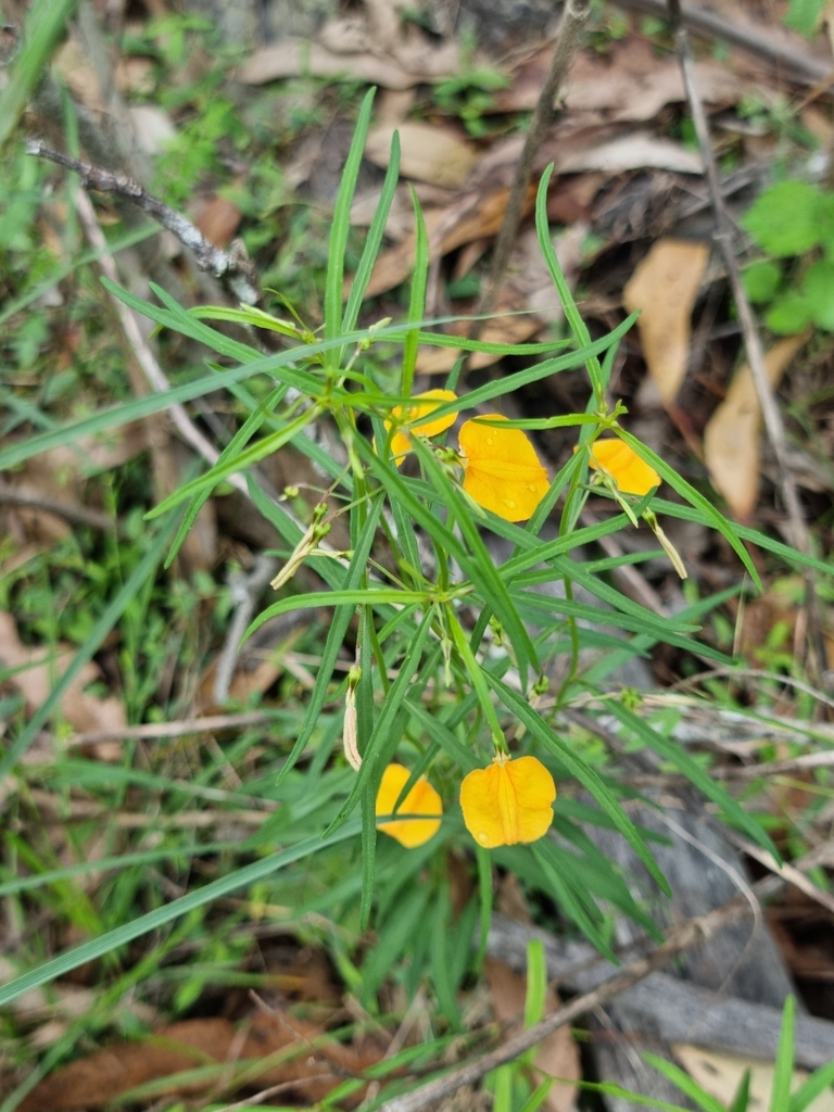 spade flower from Morayfield QLD 4506, Australia on January 5, 2024 at ...