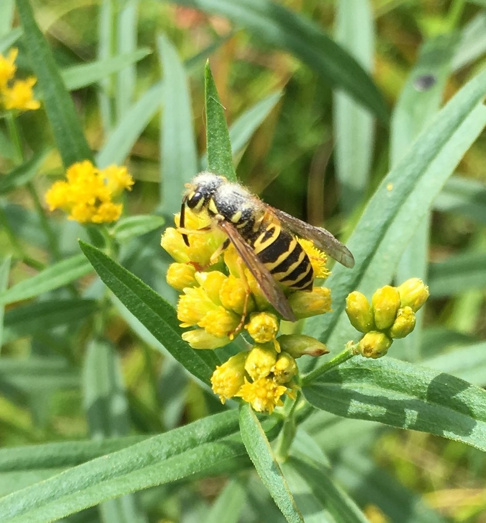 Eastern Yellowjacket from Connecticut, USA on September 17, 2018 at 12: ...