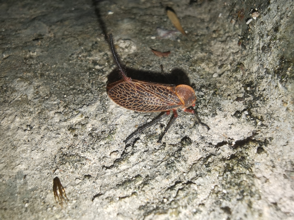 Darthula from 云南省红河哈尼族彝族自治州河口瑶族自治县瑶山乡大围山休闲度假酒店 on June 21, 2023 at 11: ...