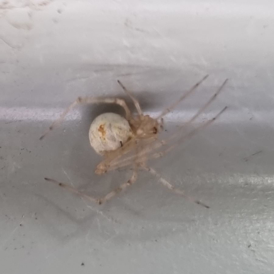 White porch spider in November 2023 by Anthony Wilson · iNaturalist