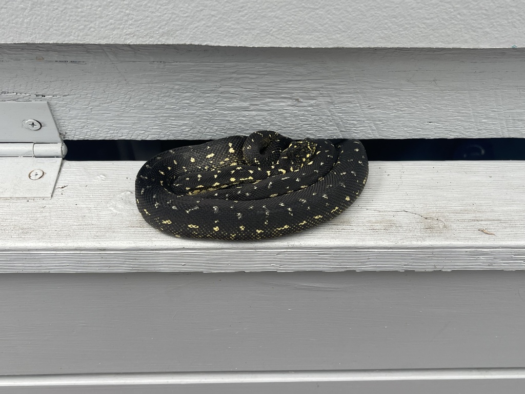 Diamond Python from Gilda St, North Ryde, NSW, AU on January 5, 2024 at ...