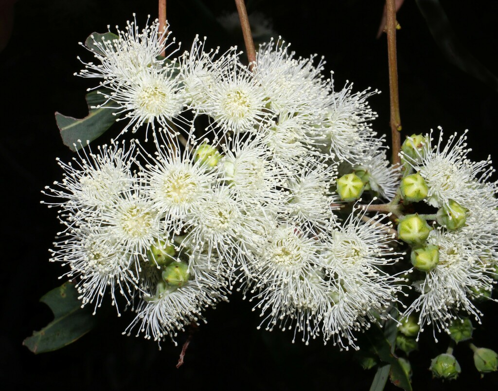 Rough-barked Apple from Glen Alice NSW 2849, Australia on January 1 ...