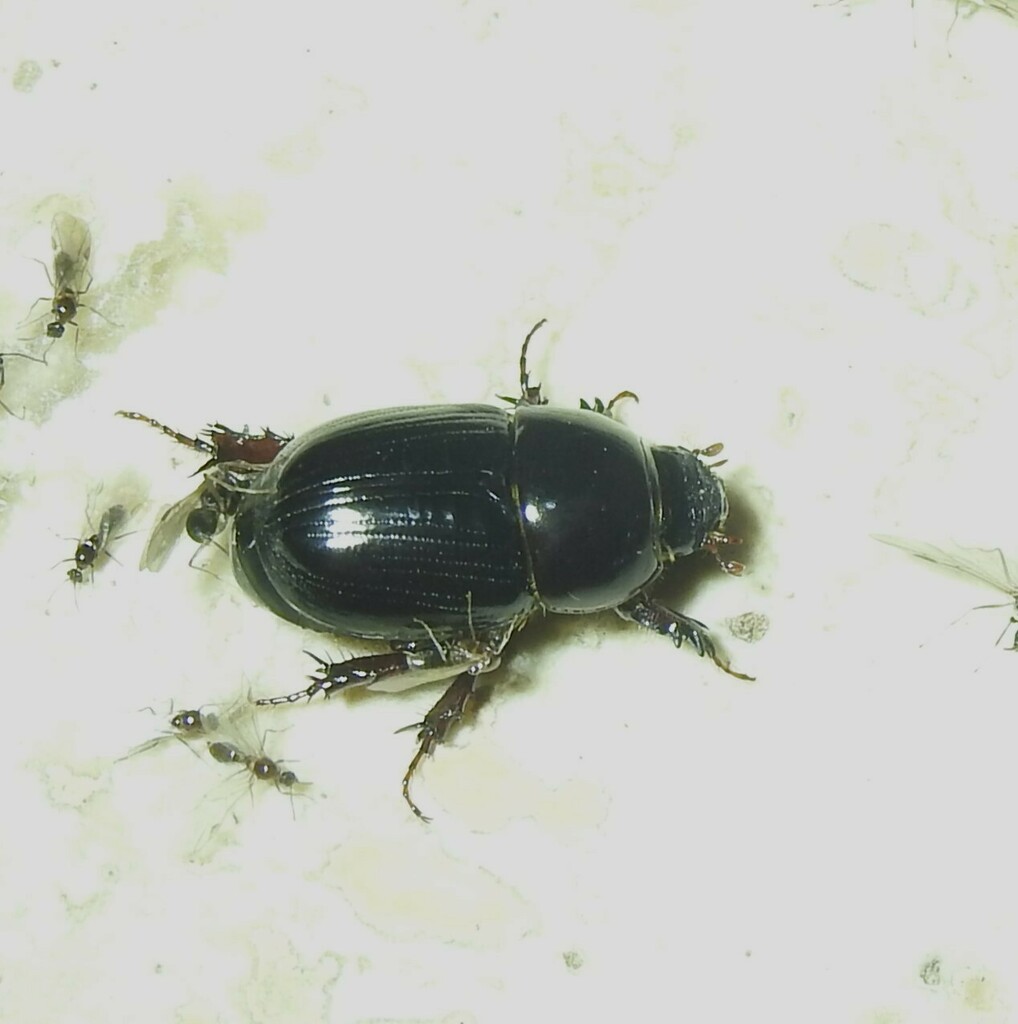 African Black Beetle from Urliup NSW 2484, Australia on January 4, 2024 ...
