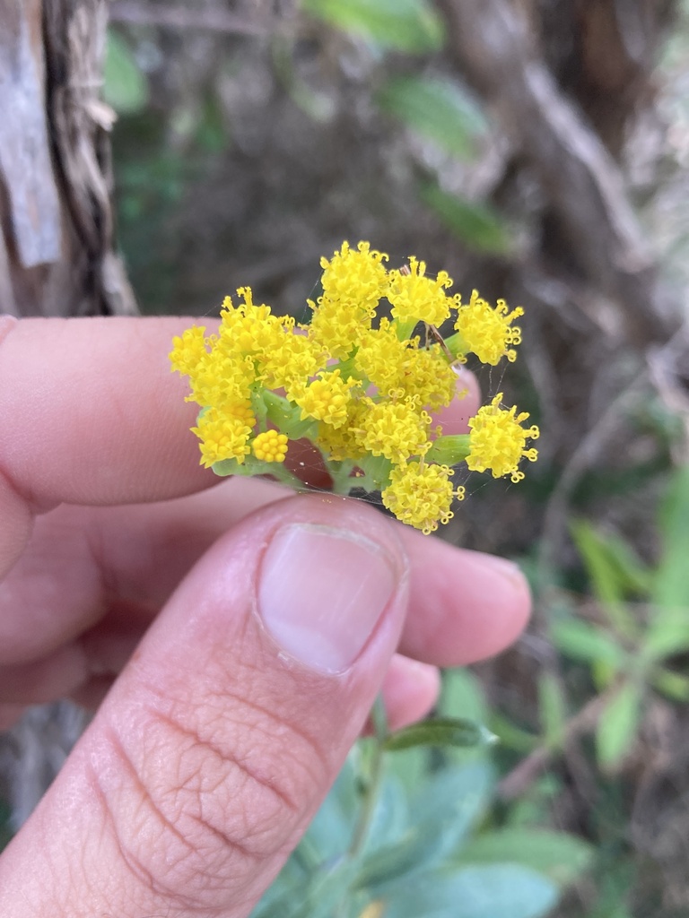 Scented Groundsel from Colac-Otway - South, AU-VI, AU on December 22 ...