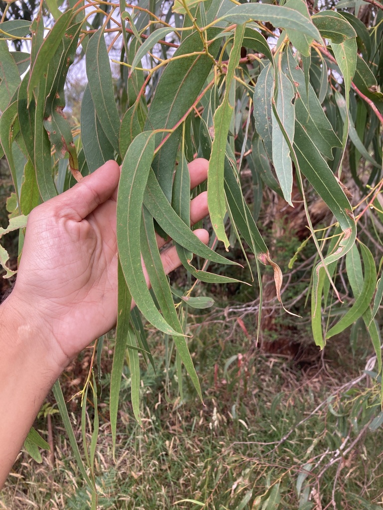 gum trees from Colac-Otway - South, AU-VI, AU on December 24, 2023 at ...