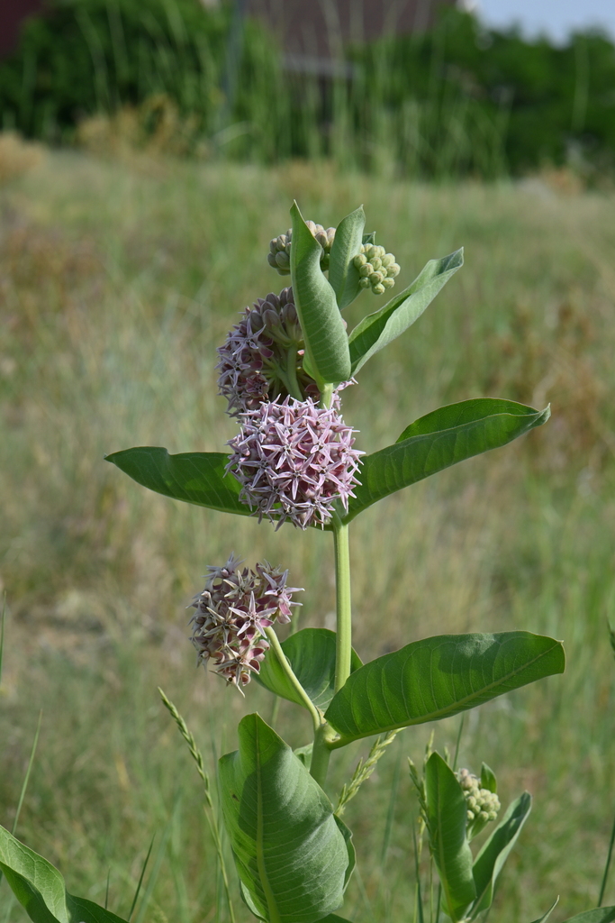 showy milkweed from Gateway, Denver, CO, USA on June 18, 2021 at 09:21 ...