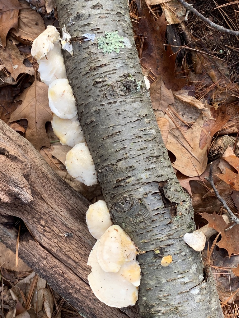 White Cheese Polypore from Middlesex Fells Reservation, Winchester, MA ...