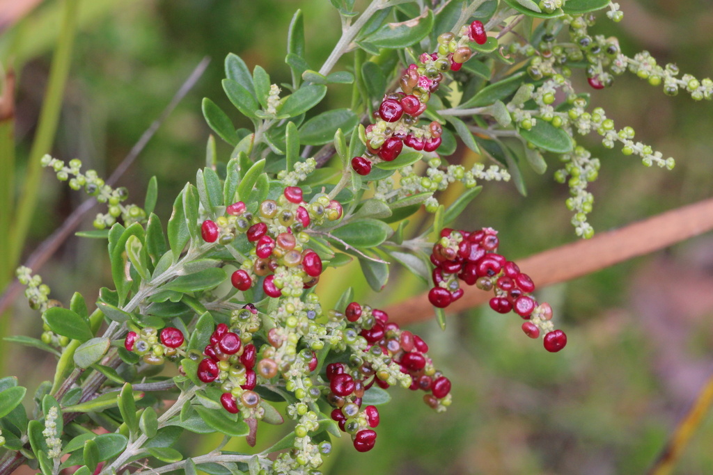 Seaberry Saltbush from Newland Head Conservation Park, Waitpinga, SA ...