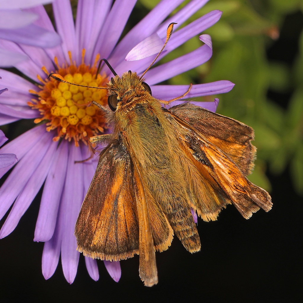 Huron Sachem from 15520 Blackburn Rd, Woodbridge, VA 22191, USA on ...