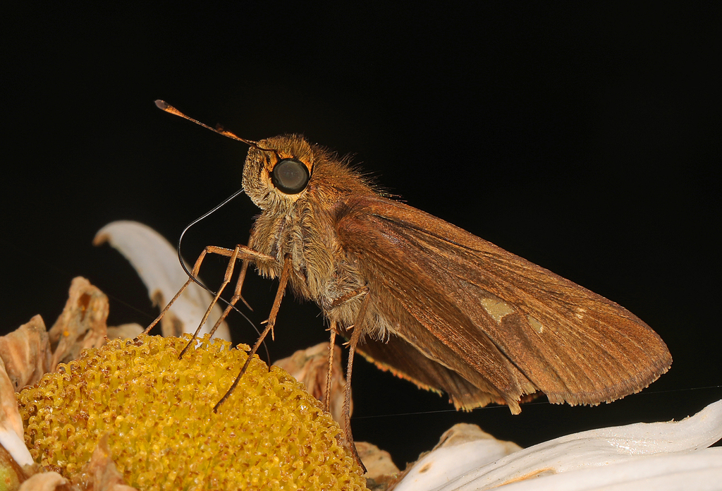 Ocola Skipper from 15520 Blackburn Rd, Woodbridge, VA 22191, USA on ...