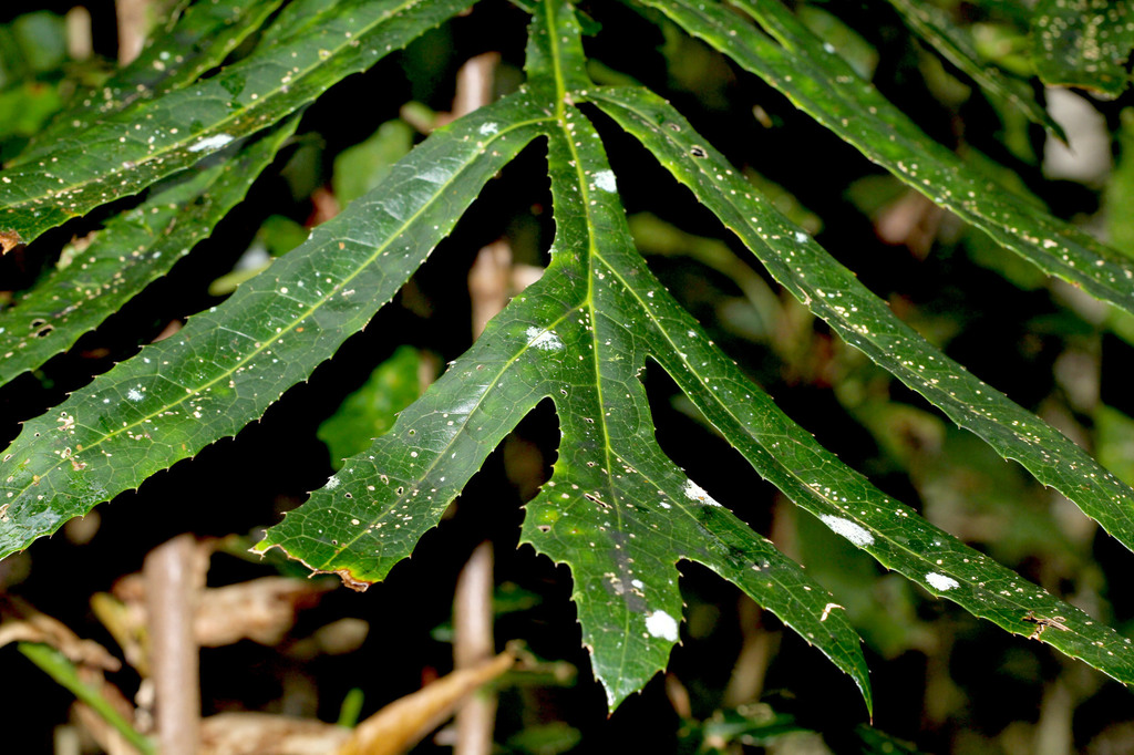 Red Bopple Nut from Cougal Cascades, Currumbin Valley QLD 4223 ...