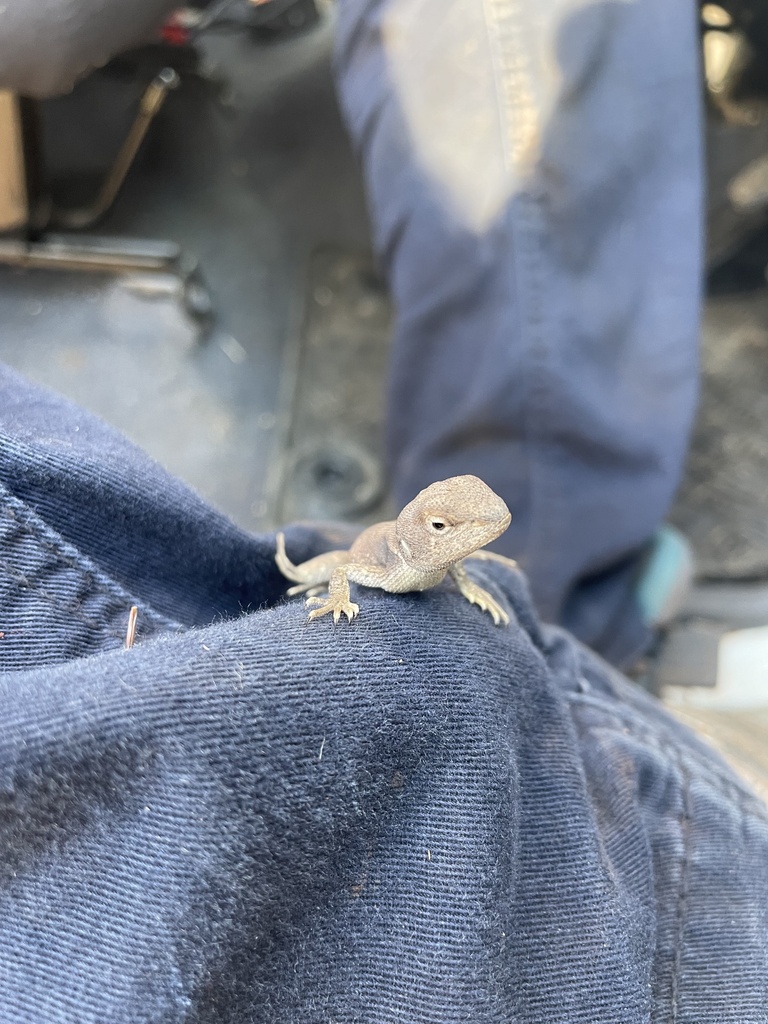 Ring-tailed Dragon in June 2023 by lisaw_ · iNaturalist