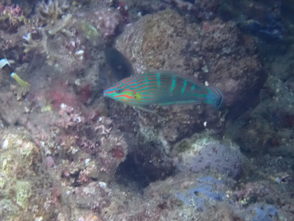 Pinstriped Wrasse from Dauin, Negros Oriental, Philippines on January 5 ...