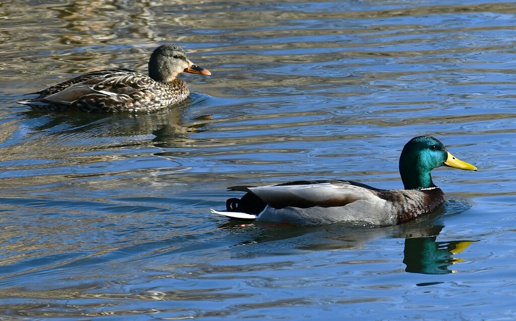 Mallard from Ada County, ID, USA on January 1, 2024 at 01:47 PM by ...