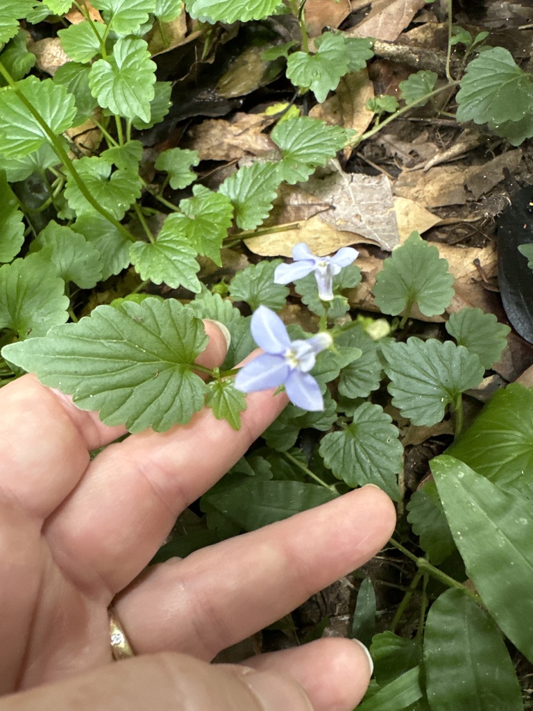 forest lobelia from Coramba Nature Reserve, Coramba, NSW, AU on January ...