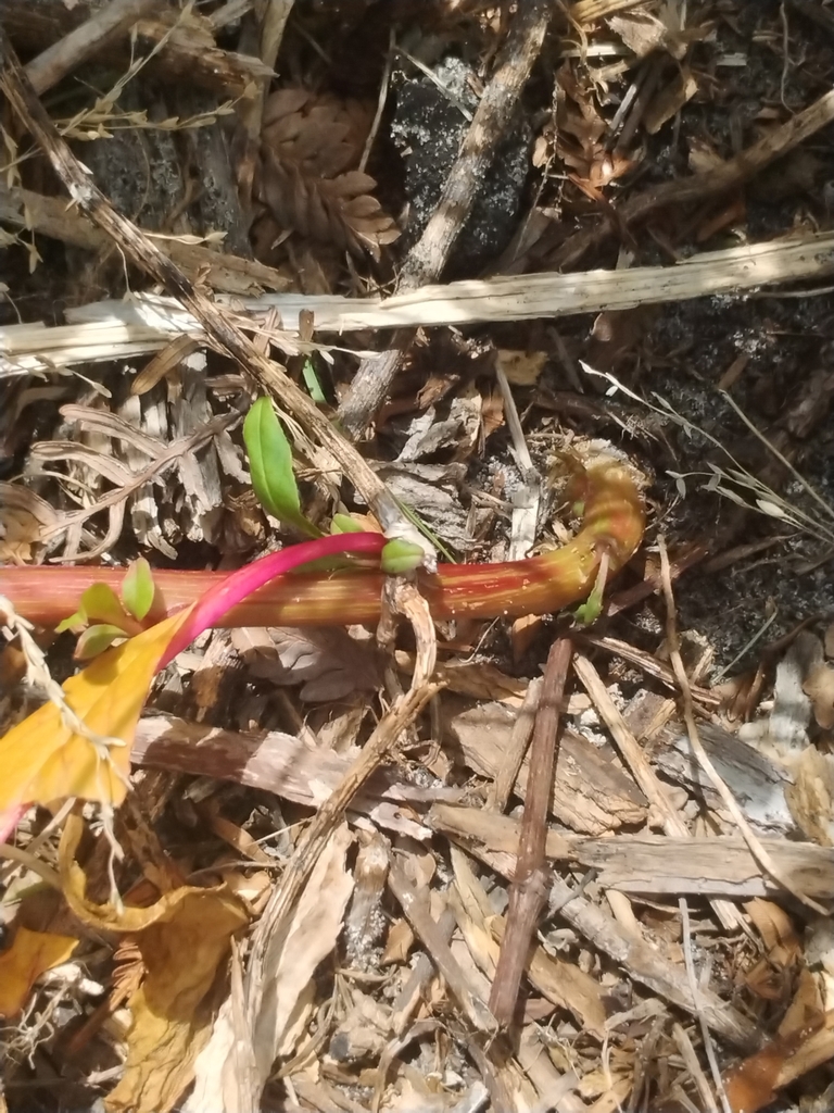 Inkweed from 263R+RC, La Perouse NSW 2036, Australia on January 5, 2024 ...