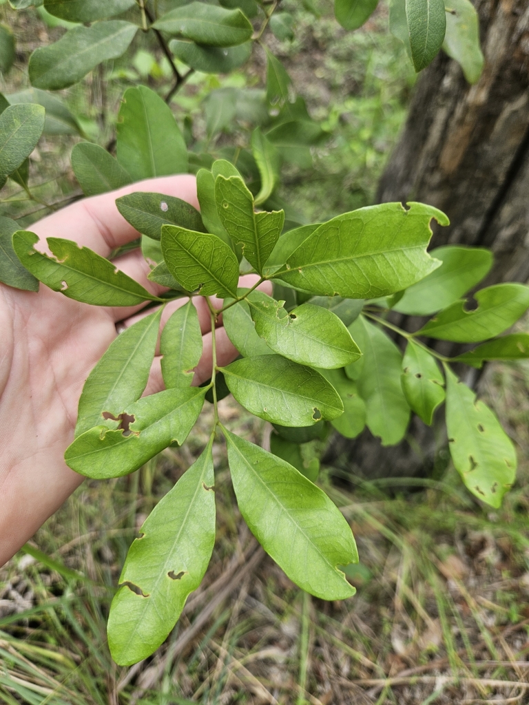 Guioa from Upper Caboolture QLD 4510, Australia on January 4, 2024 at ...