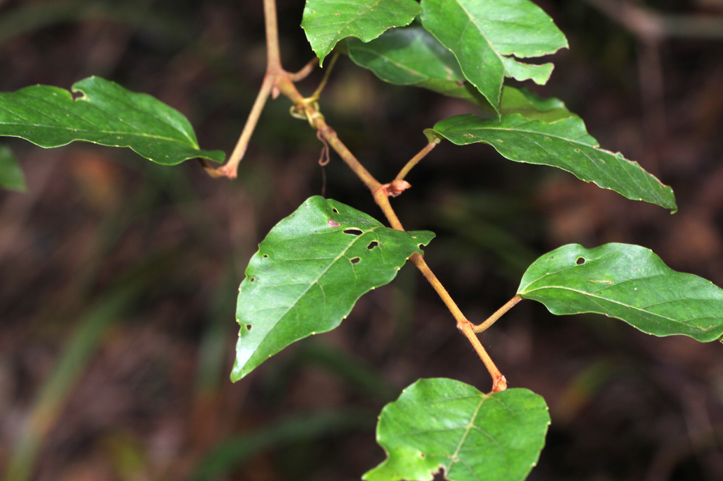 Kangaroo Vine from Cougal Cascades, Currumbin Valley QLD 4223 ...