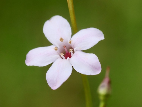 Samolus junceus · iNaturalist United Kingdom