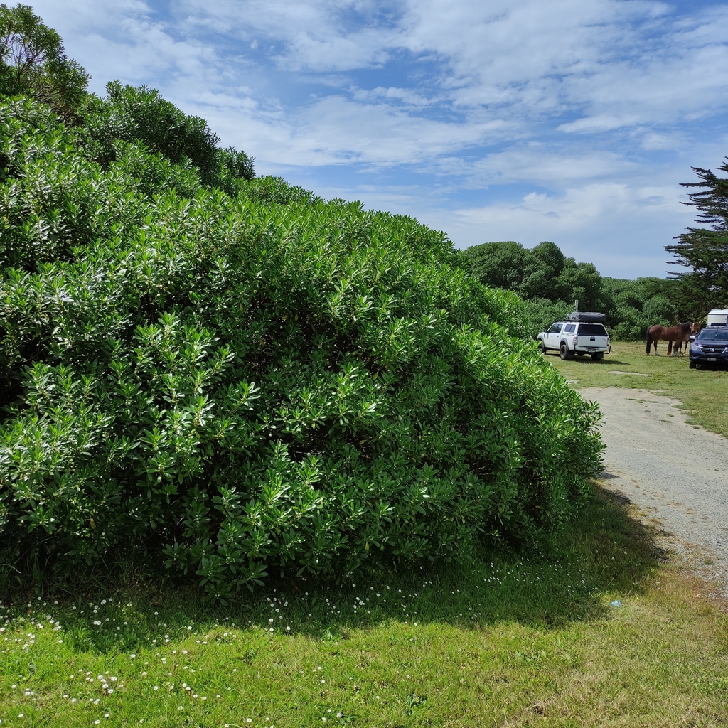 common boobialla from Herbert 9495, New Zealand on December 29, 2023 at ...