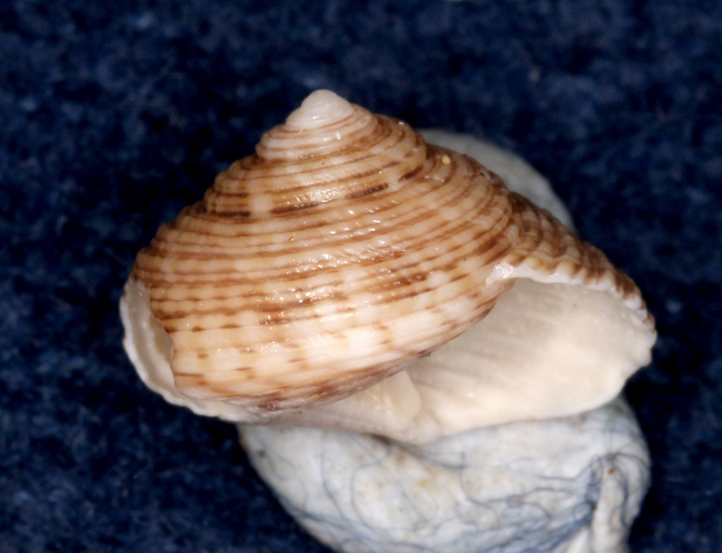 Monilea callifera from Rose Bay, Bowen, Whitsunday, QLD, Australia on June 15, 1997 by Pete ...