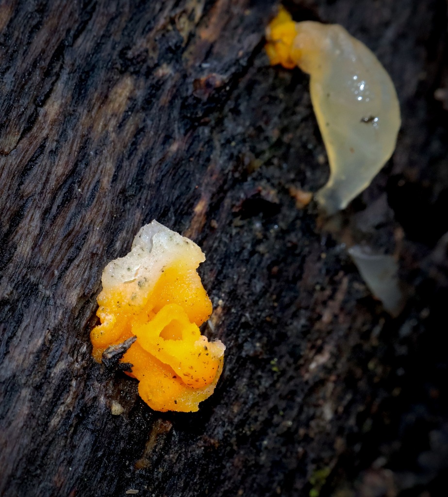 golden ear from San Diego County, CA, USA on January 4, 2024 at 11:58 ...