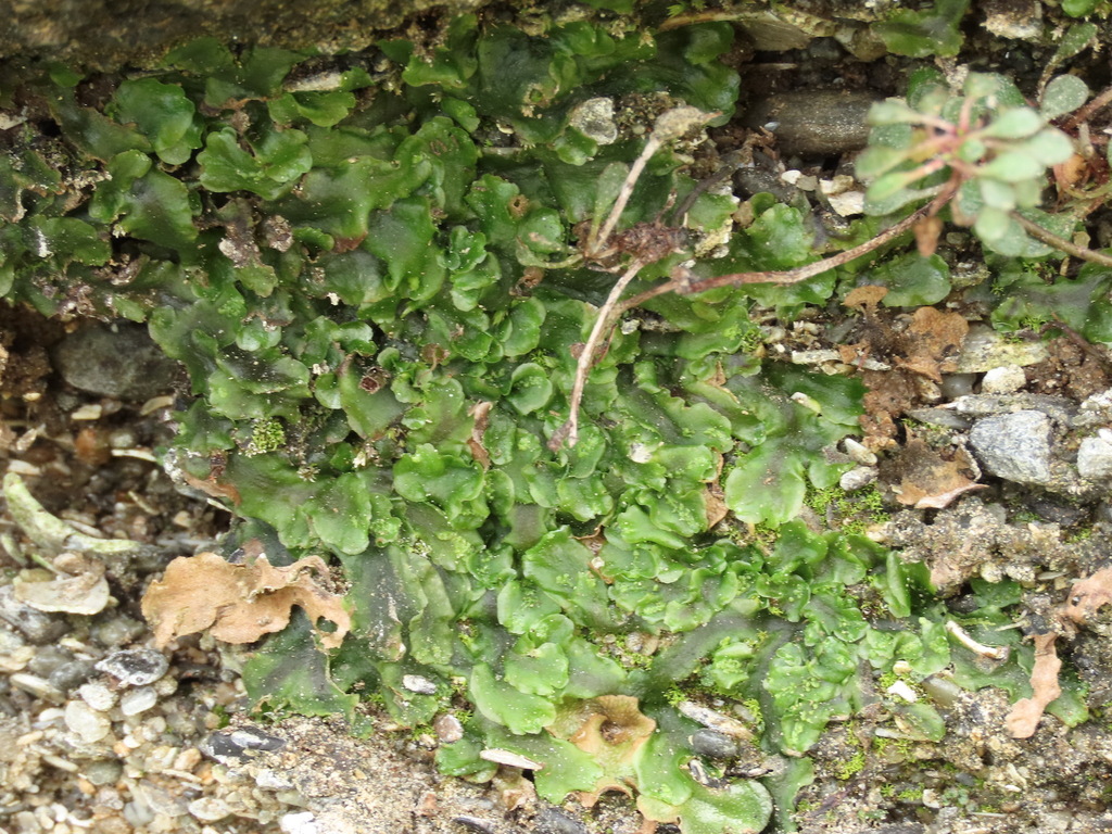 Monoclea forsteri from Pākaraka, New Zealand on November 23, 2023 at 01 ...